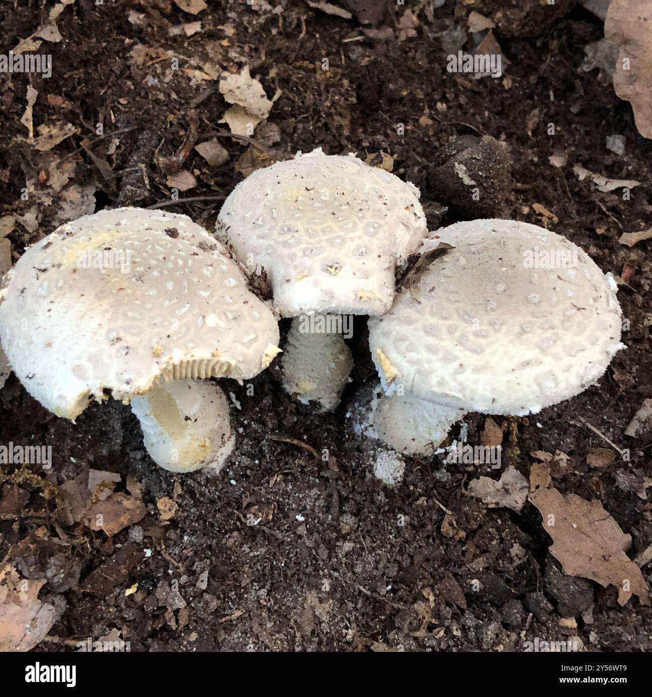 Golden Threads Lepidella (Amanita canescens) Fungi Stock Photo - Alamy