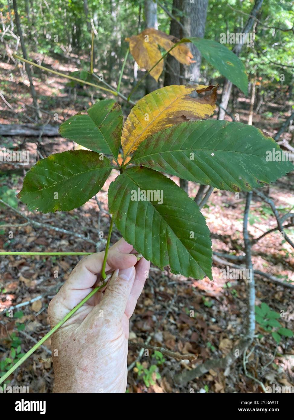 painted buckeye (Aesculus sylvatica) Plantae Stock Photo - Alamy