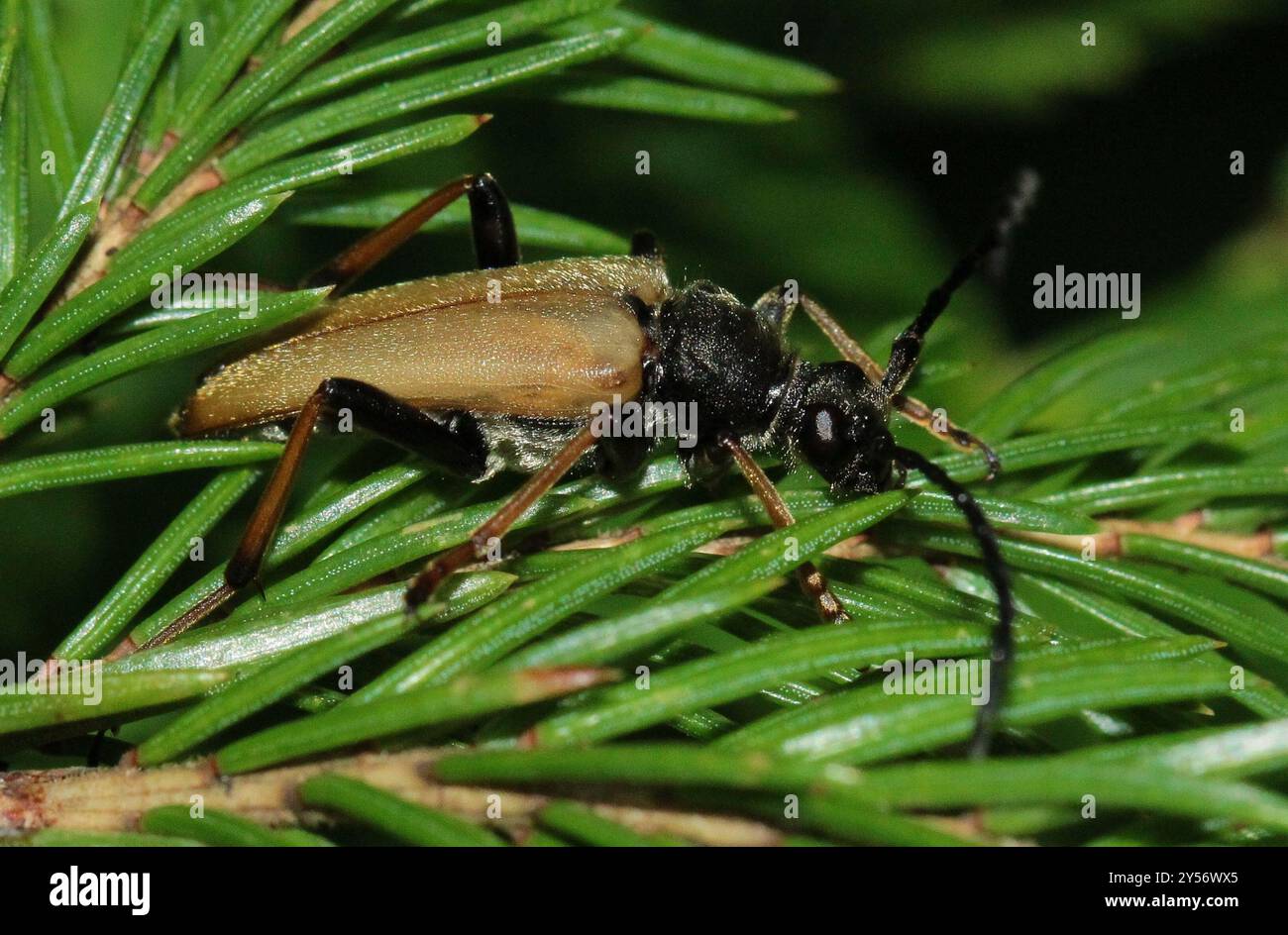 Red Pine Longhorn Beetle (Stictoleptura rubra) Insecta Stock Photo - Alamy