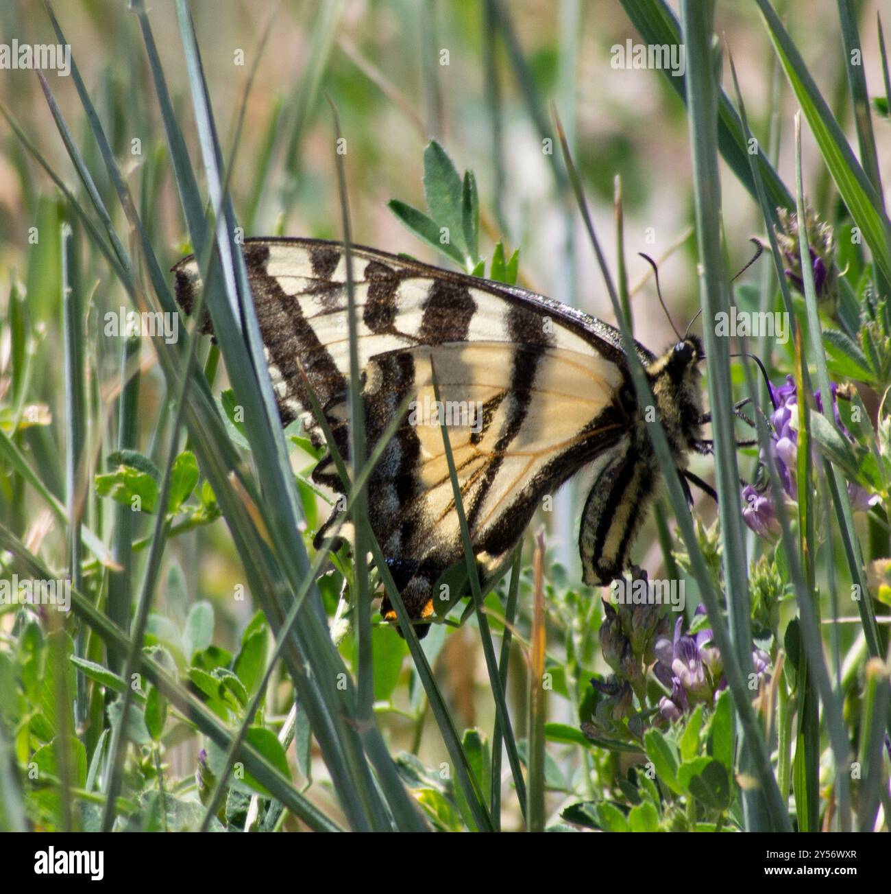 Western Tiger Swallowtail (Papilio rutulus) Insecta Stock Photo - Alamy