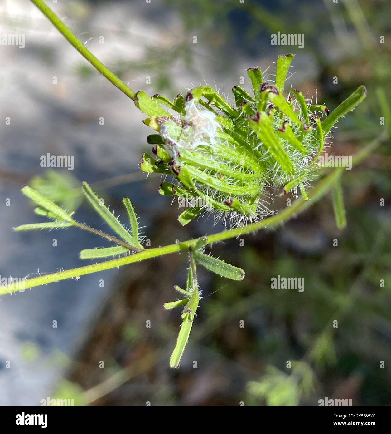 Stiffbranch Bird's Beak (Cordylanthus rigidus) Plantae Stock Photo - Alamy