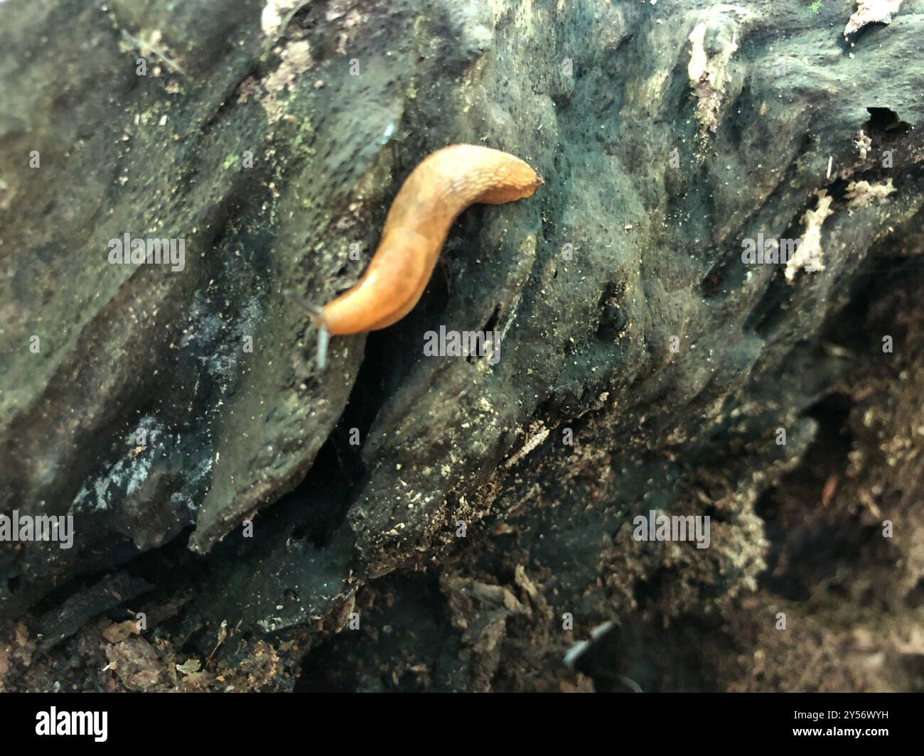 Dusky Slugs (Mesarion) Mollusca Stock Photo - Alamy