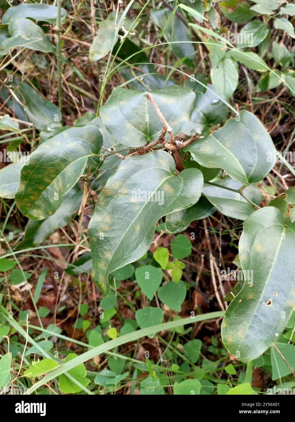 Austral Sarsaparilla (Smilax australis) Plantae Stock Photo - Alamy