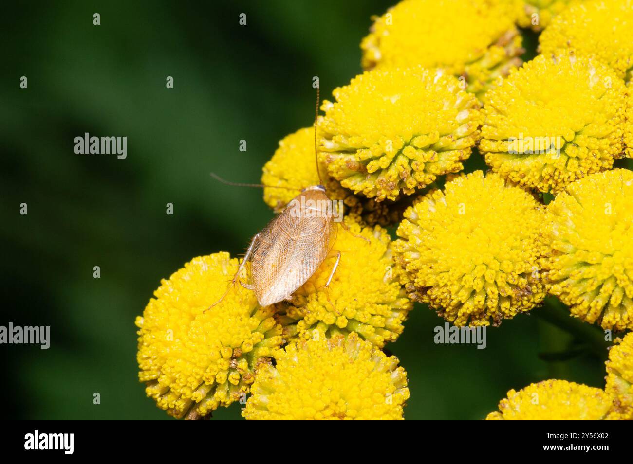 Tawny Cockroach (Ectobius pallidus) Insecta Stock Photo - Alamy