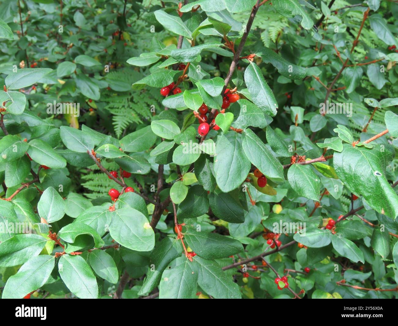 Canadian buffalo-berry (Shepherdia canadensis) Plantae Stock Photo - Alamy
