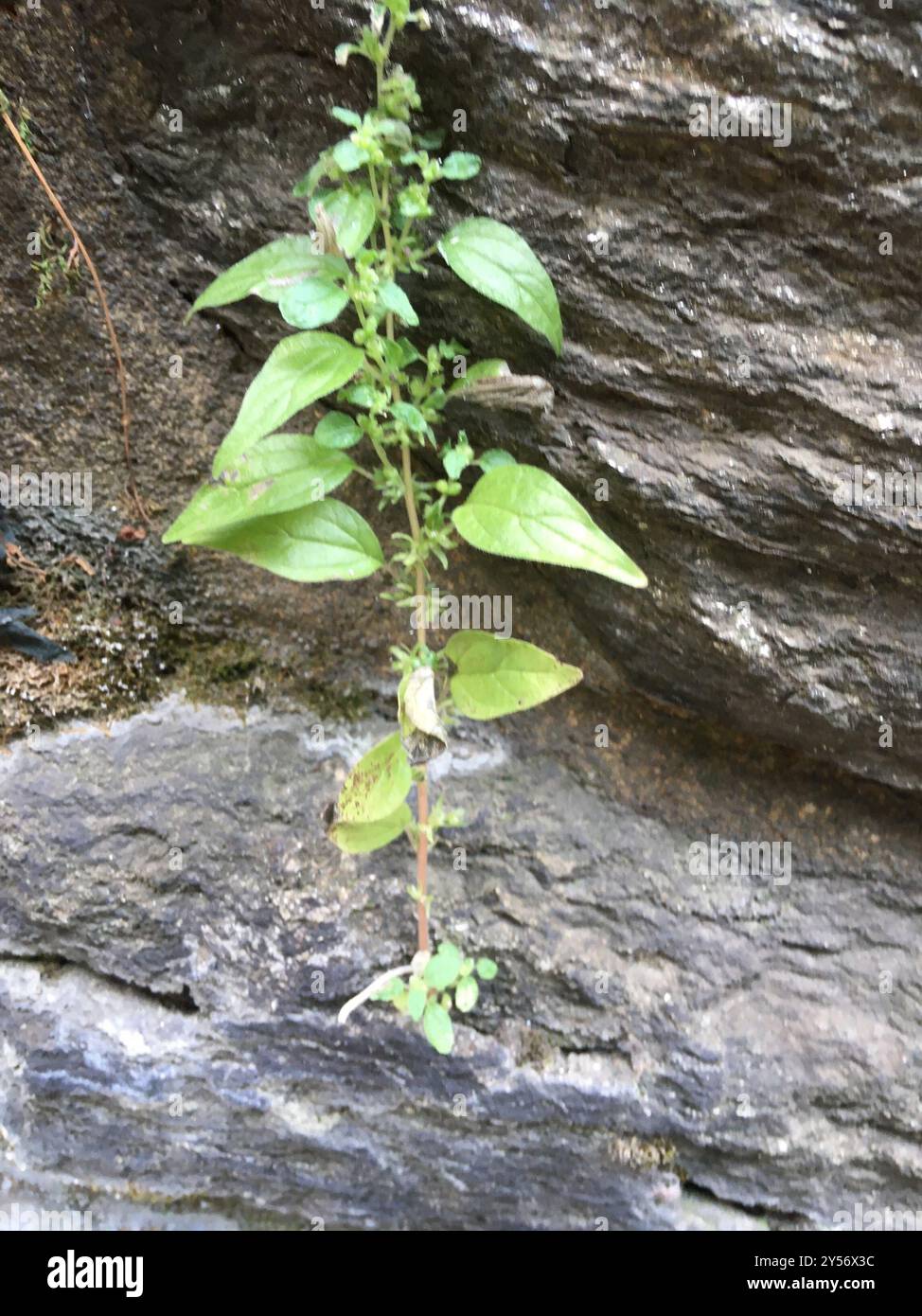 Pennsylvania pellitory (Parietaria pensylvanica) Plantae Stock Photo ...