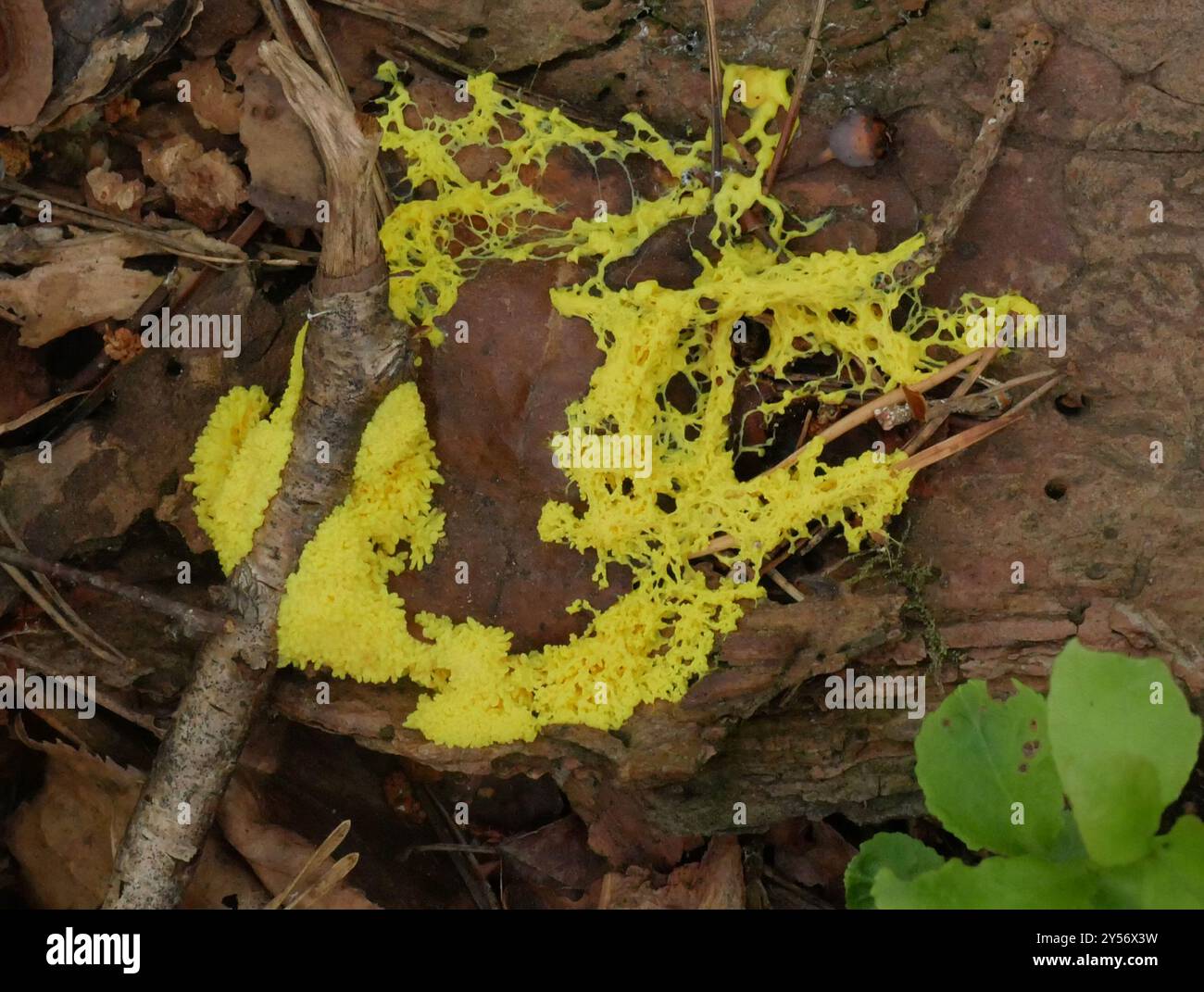 Dog Vomit Slime Mold (Fuligo septica) Protozoa Stock Photo - Alamy