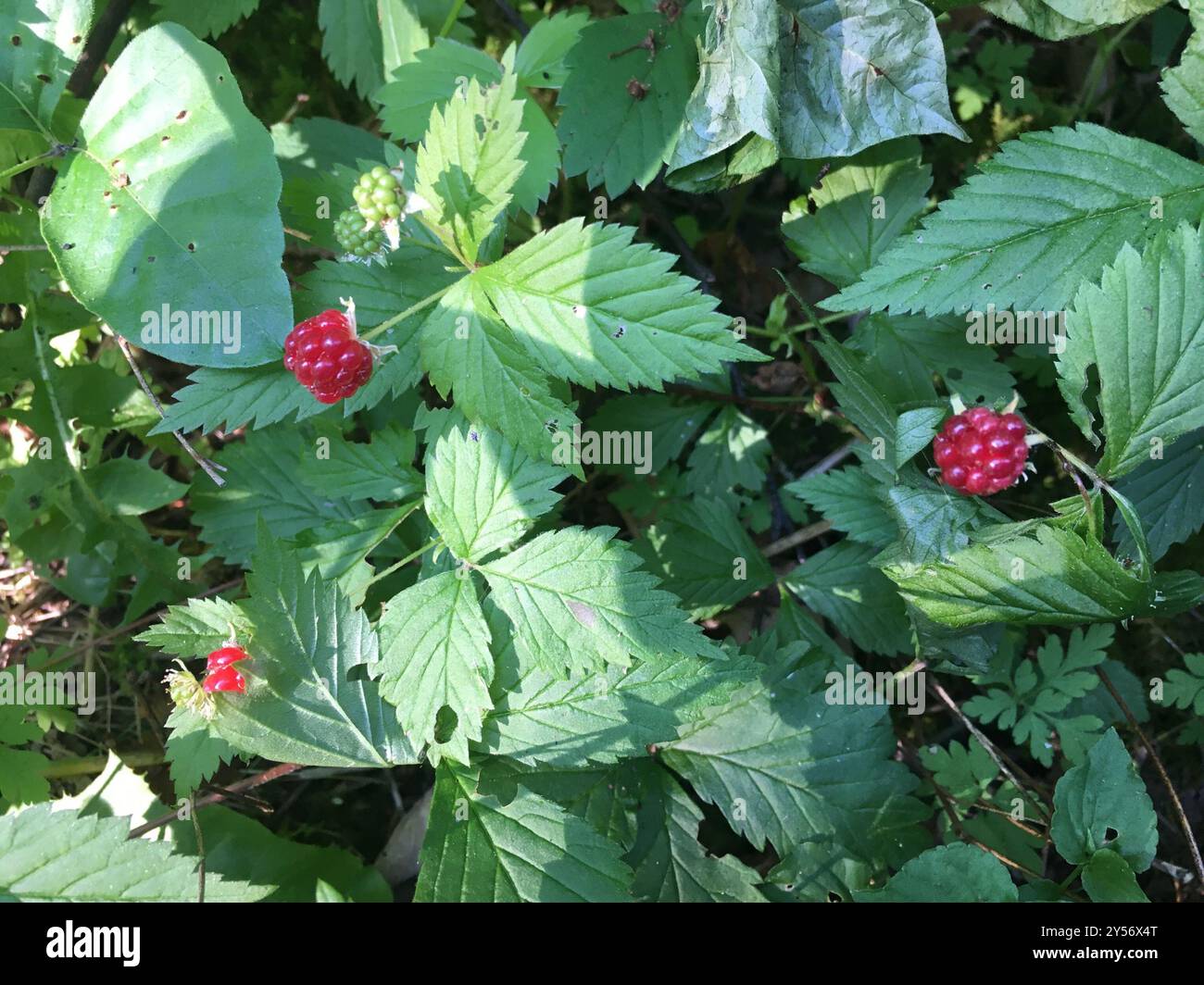 dwarf raspberry (Rubus pubescens) Plantae Stock Photo - Alamy