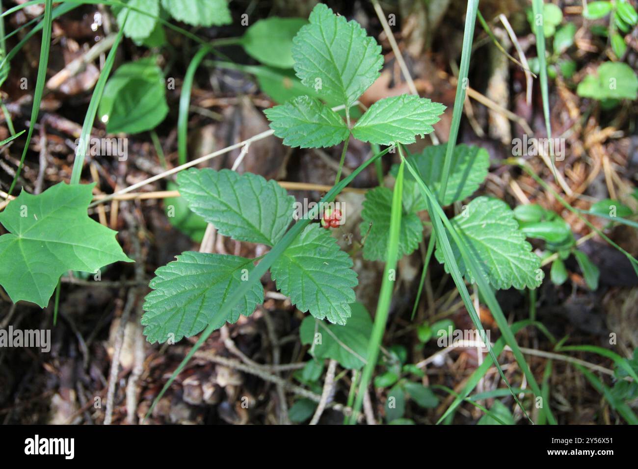 Stone Bramble (Rubus saxatilis) Plantae Stock Photo - Alamy