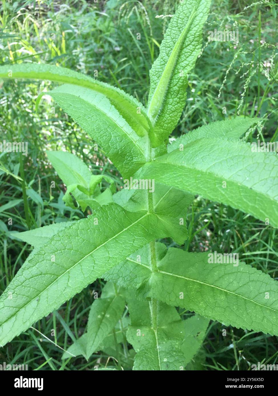 common boneset (Eupatorium perfoliatum) Plantae Stock Photo - Alamy