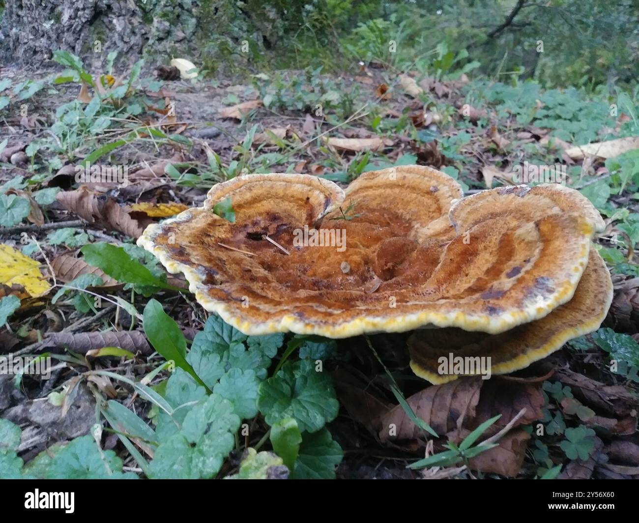 Dyer's Polypore (Phaeolus schweinitzii) Fungi Stock Photo - Alamy