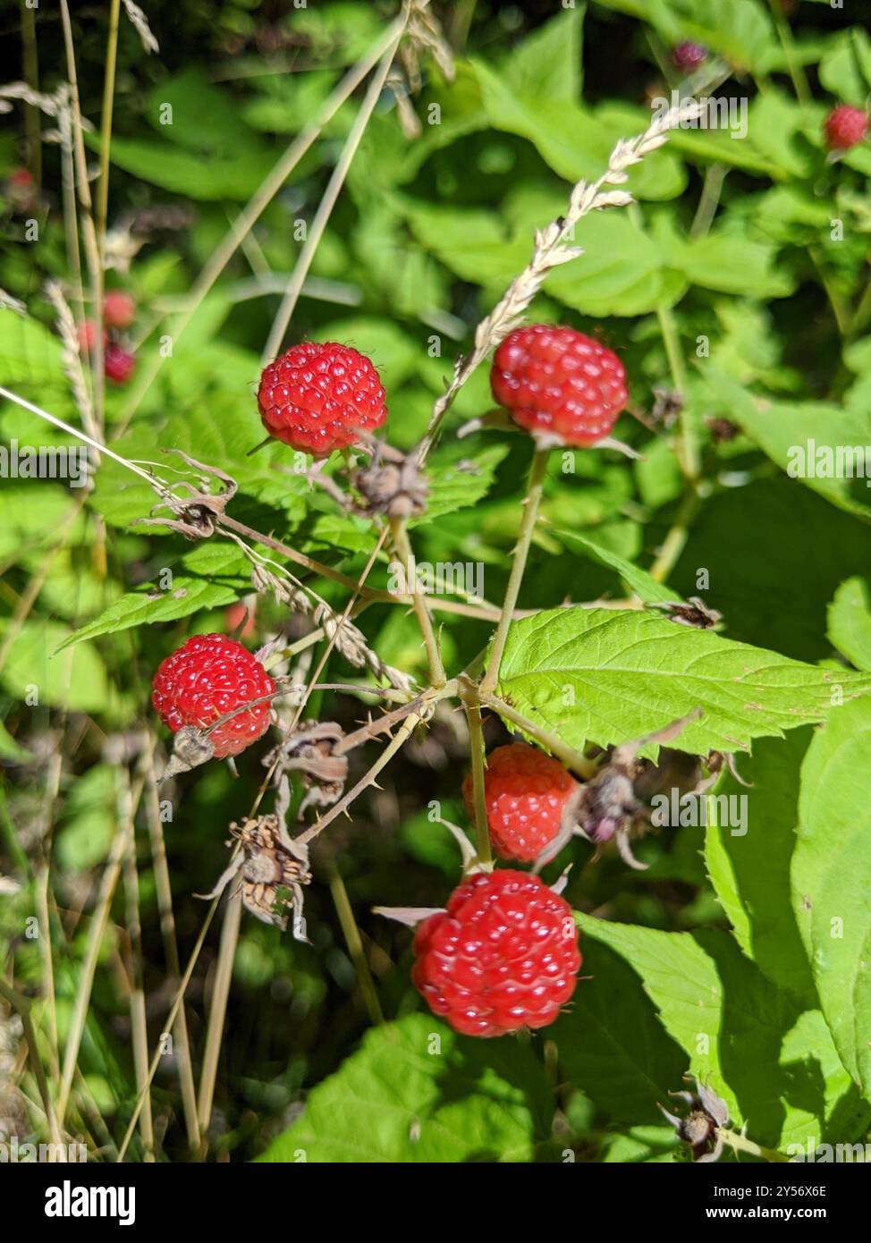 black raspberry (Rubus occidentalis) Plantae Stock Photo - Alamy