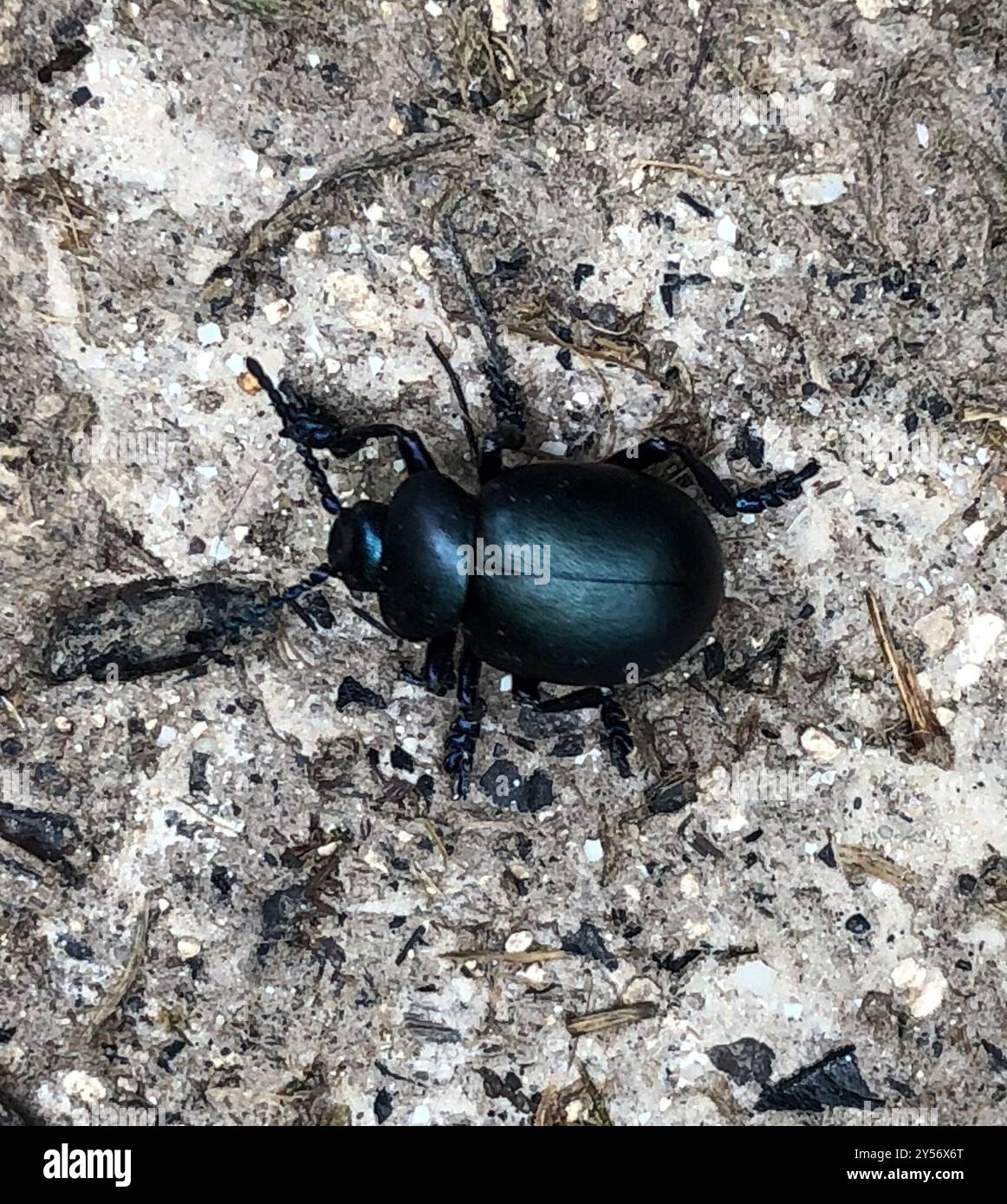Bloody-nosed Beetle (Timarcha tenebricosa) Insecta Stock Photo - Alamy