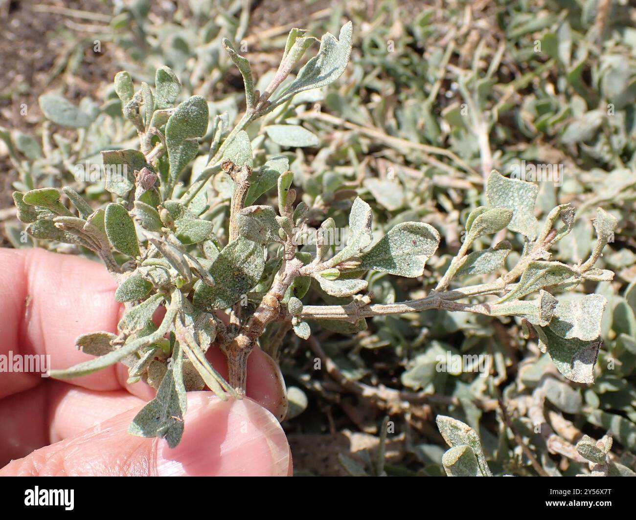 Mediterranean Saltbush (Atriplex halimus) Plantae Stock Photo - Alamy