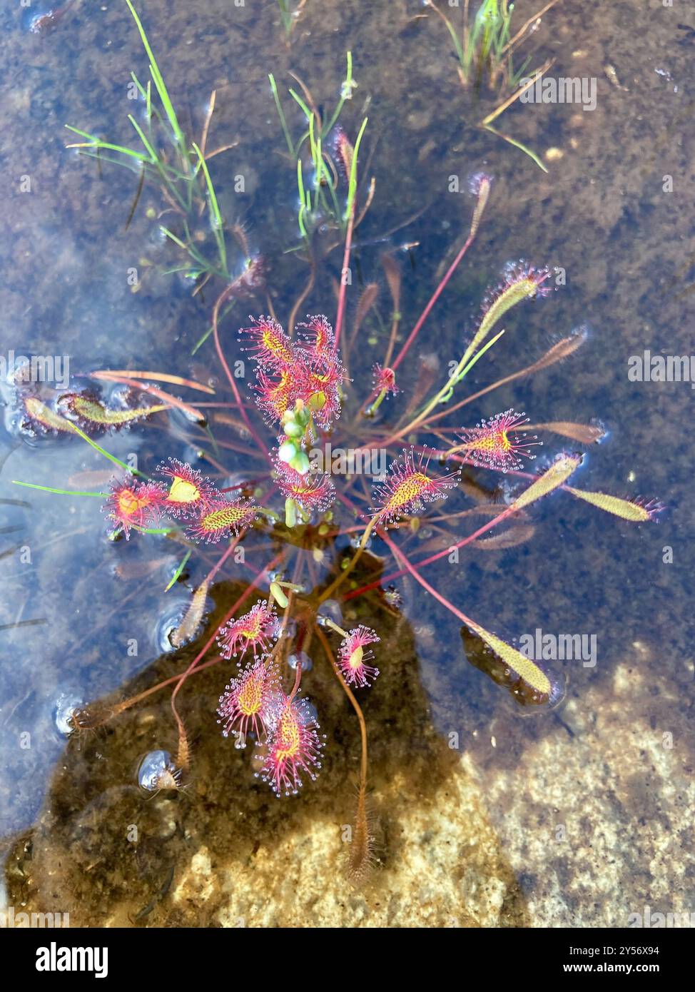 Great Sundew (Drosera anglica) Plantae Stock Photo - Alamy