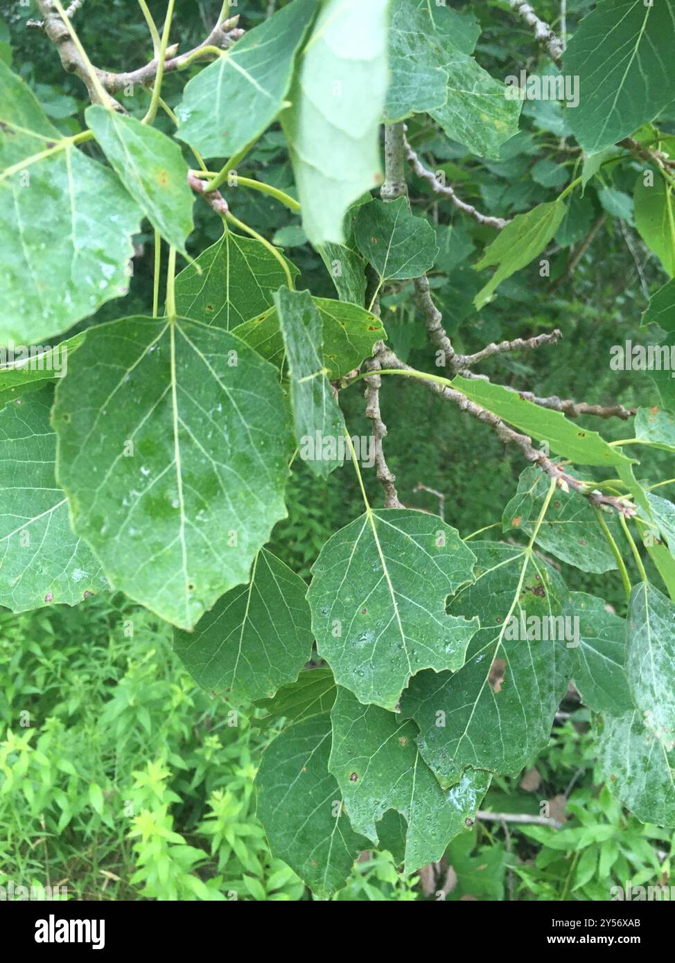 bigtooth aspen (Populus grandidentata) Plantae Stock Photo - Alamy