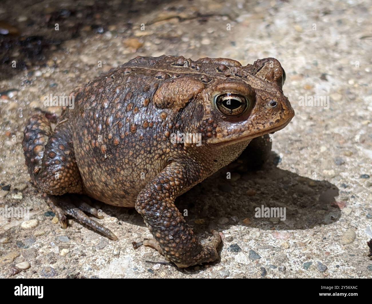 American Toad (Anaxyrus americanus) Amphibia Stock Photo - Alamy