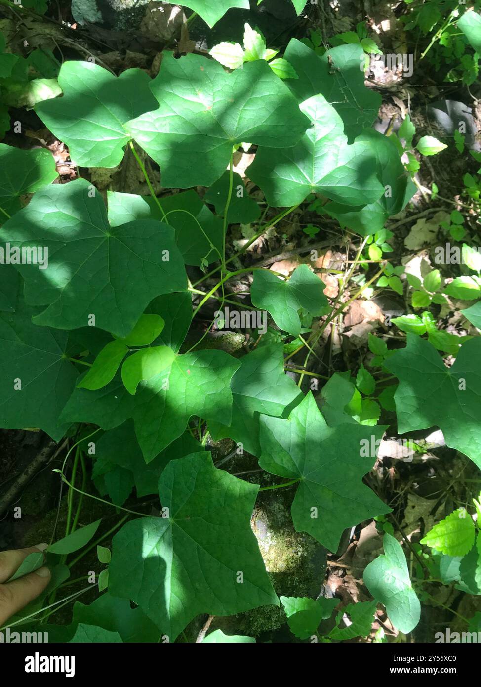moonseed (Menispermum canadense) Plantae Stock Photo - Alamy
