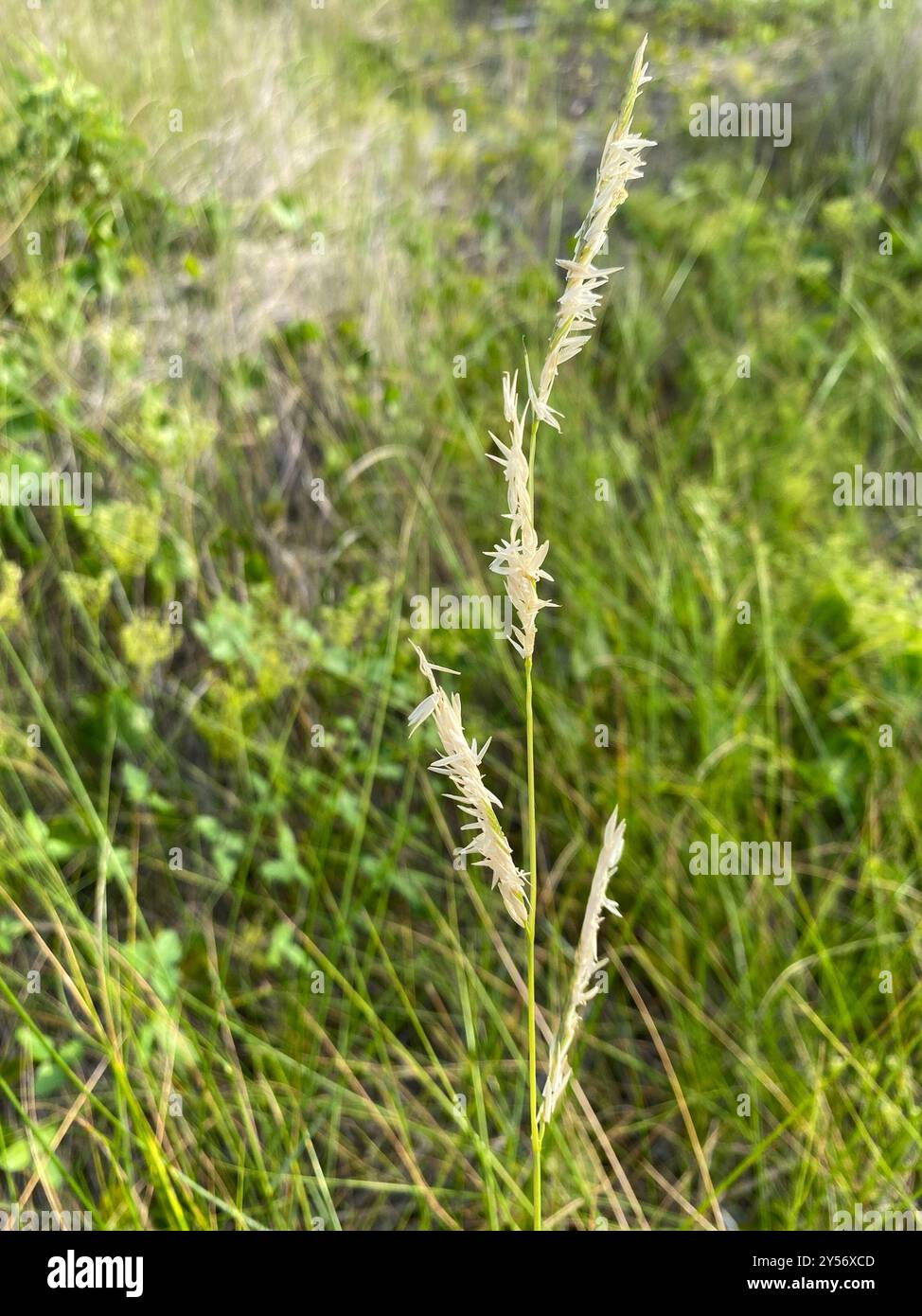 Marsh Hay Cordgrass (Sporobolus pumilus) Plantae Stock Photo - Alamy