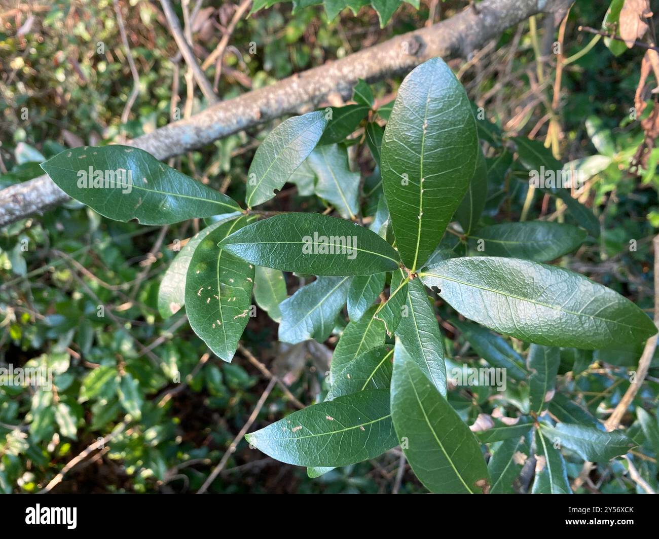 Darlington Oak (Quercus hemisphaerica) Plantae Stock Photo - Alamy