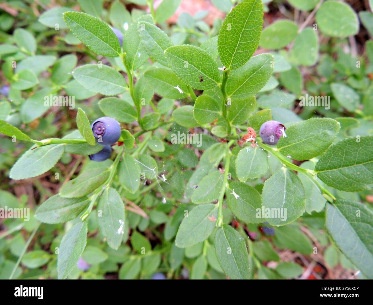 common bilberry (Vaccinium myrtillus) Plantae Stock Photo - Alamy