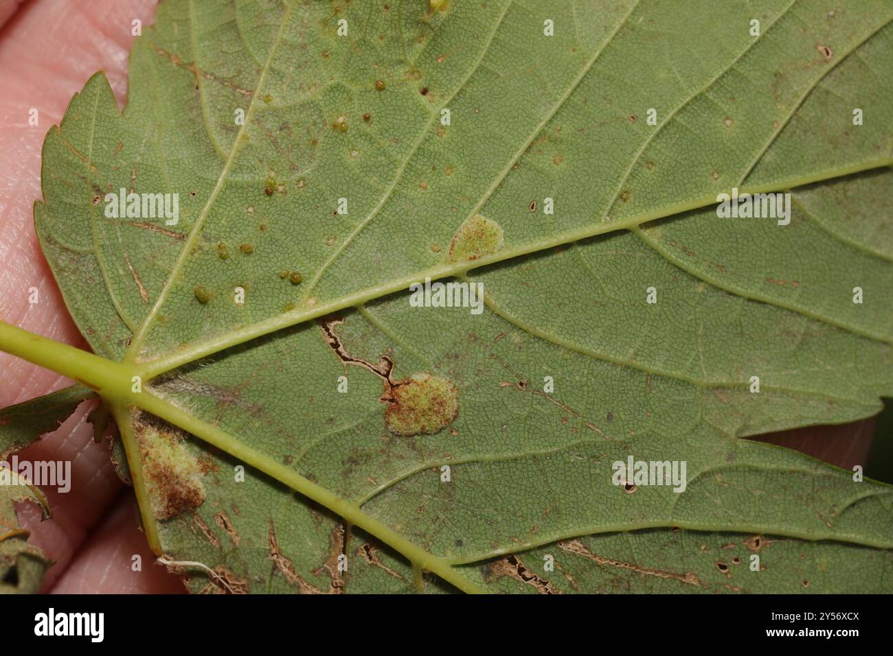 Sycamore Felt Gall Mite (Aceria pseudoplatani) Arachnida Stock Photo ...
