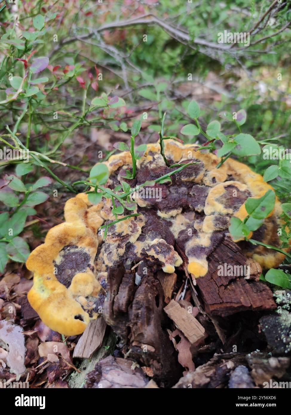 Dyer's Polypore (Phaeolus schweinitzii) Fungi Stock Photo - Alamy