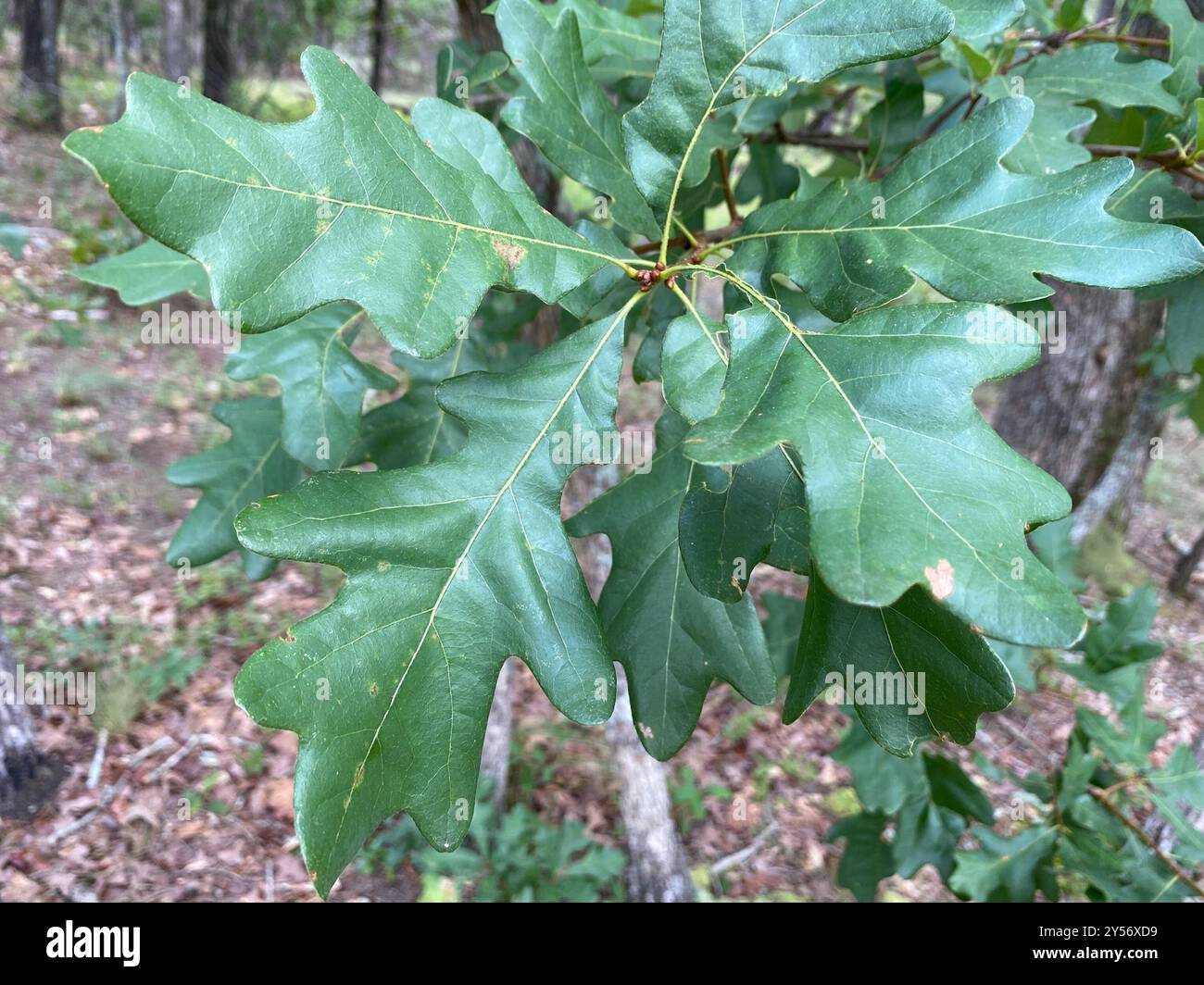 sand post oak (Quercus margaretiae) Plantae Stock Photo - Alamy