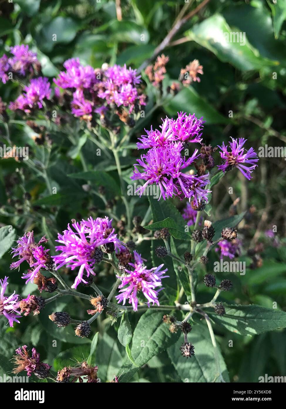 Western Ironweed (Vernonia baldwinii) Plantae Stock Photo - Alamy