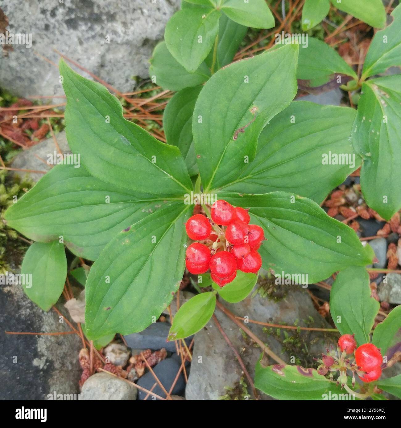Canadian bunchberry (Cornus canadensis) Plantae Stock Photo - Alamy