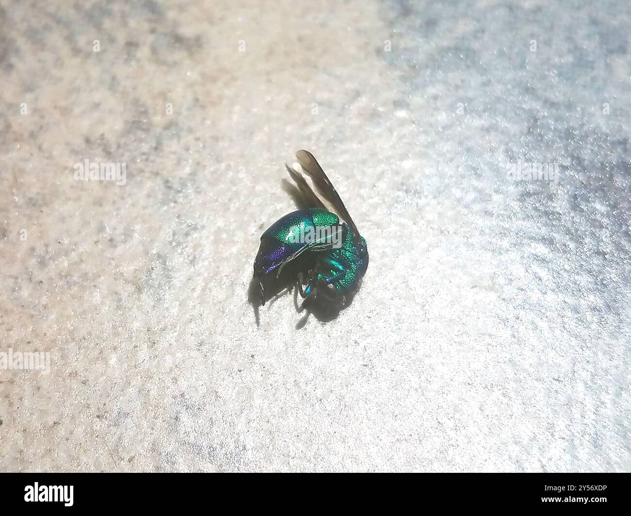 Metallic Bluish-green Cuckoo Wasp (Chrysis angolensis) Insecta Stock ...