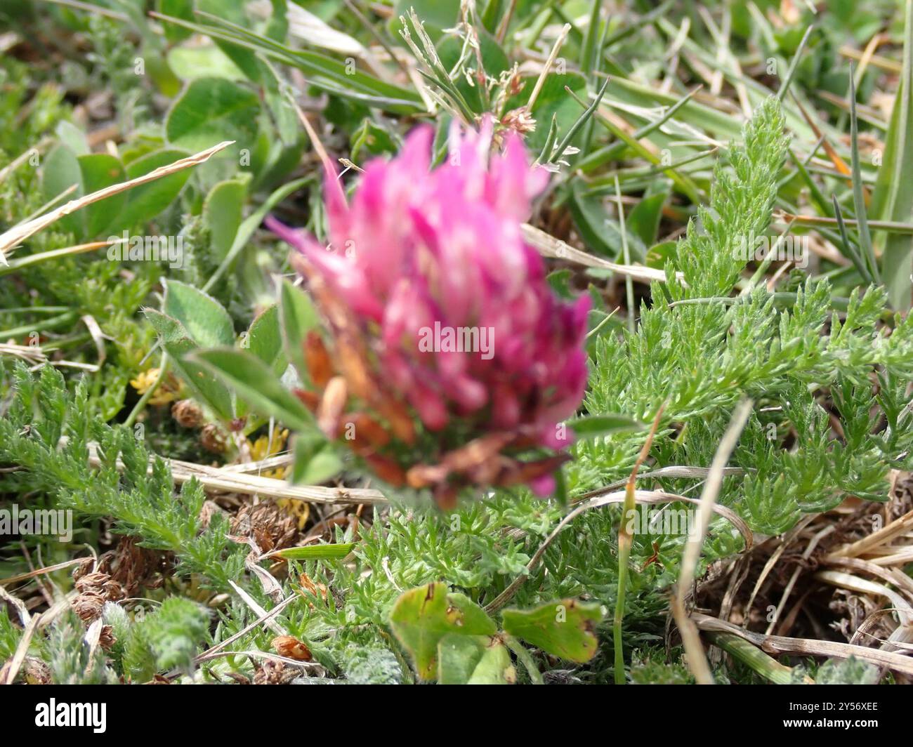 Red Clover (Trifolium pratense) Plantae Stock Photo - Alamy