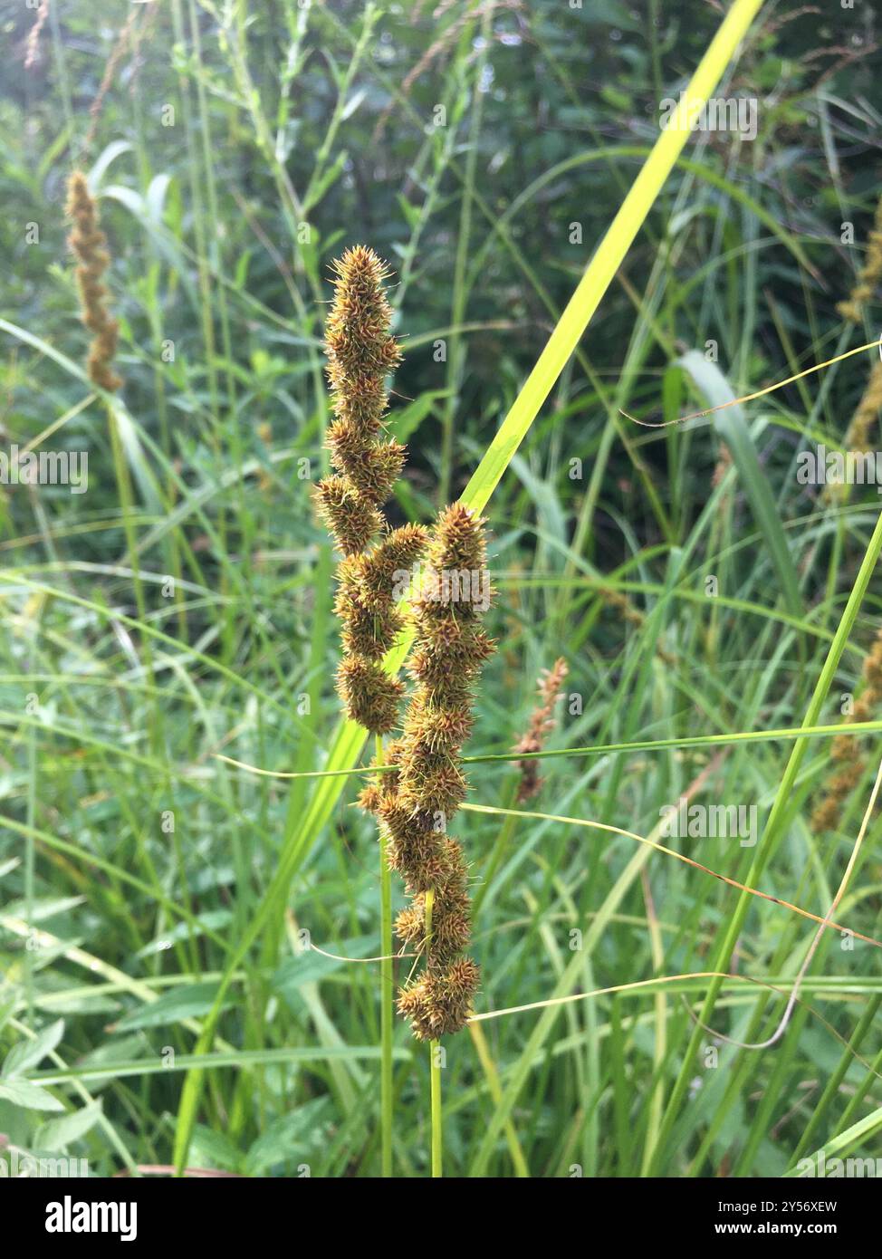 fox sedge (Carex vulpinoidea) Plantae Stock Photo - Alamy