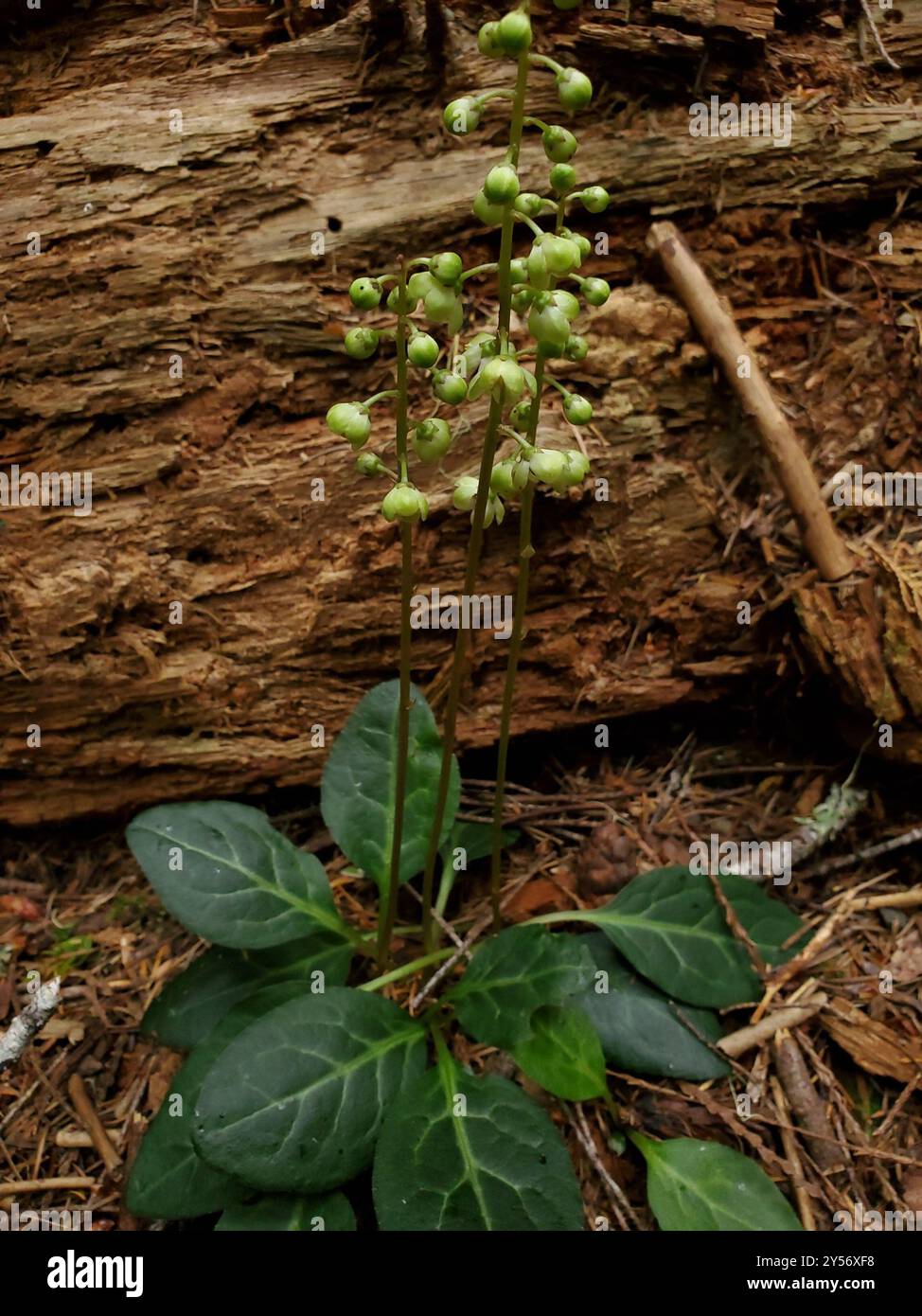 white-veined wintergreen (Pyrola picta) Plantae Stock Photo - Alamy