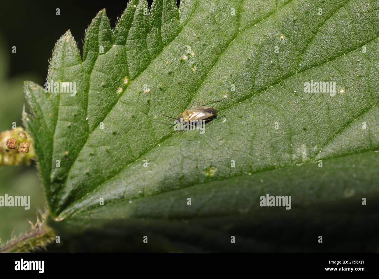 Common Nettle Flower Bug (Plagiognathus arbustorum) Insecta Stock Photo ...