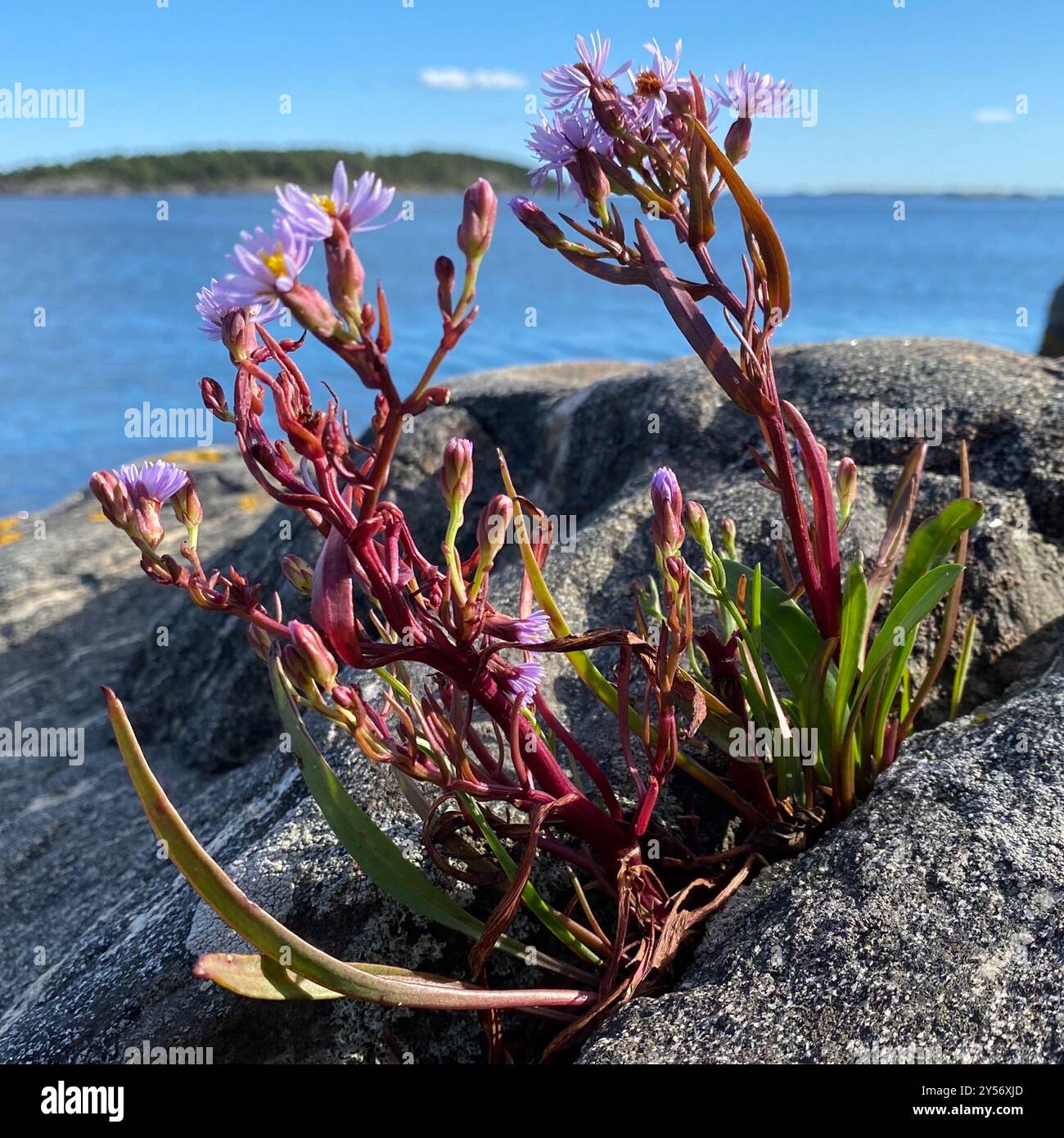 Sea Aster (Tripolium pannonicum) Plantae Stock Photo - Alamy
