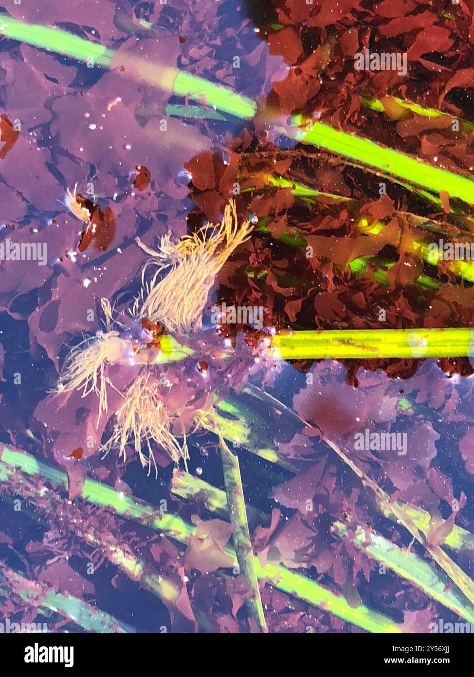 surfgrasses (Phyllospadix) Plantae Stock Photo - Alamy