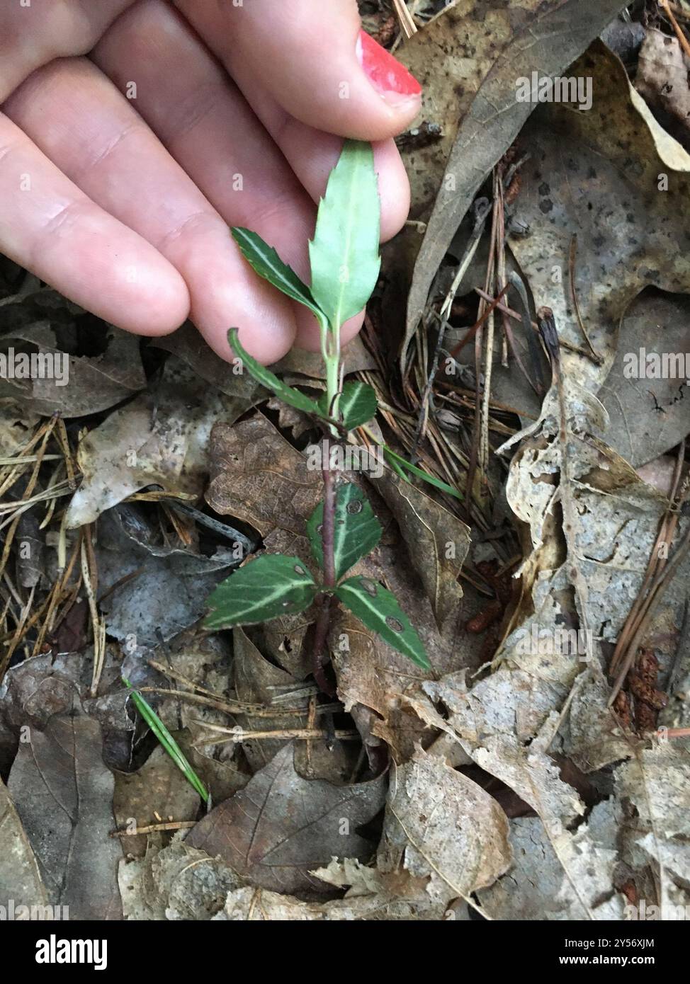 striped wintergreen (Chimaphila maculata) Plantae Stock Photo - Alamy