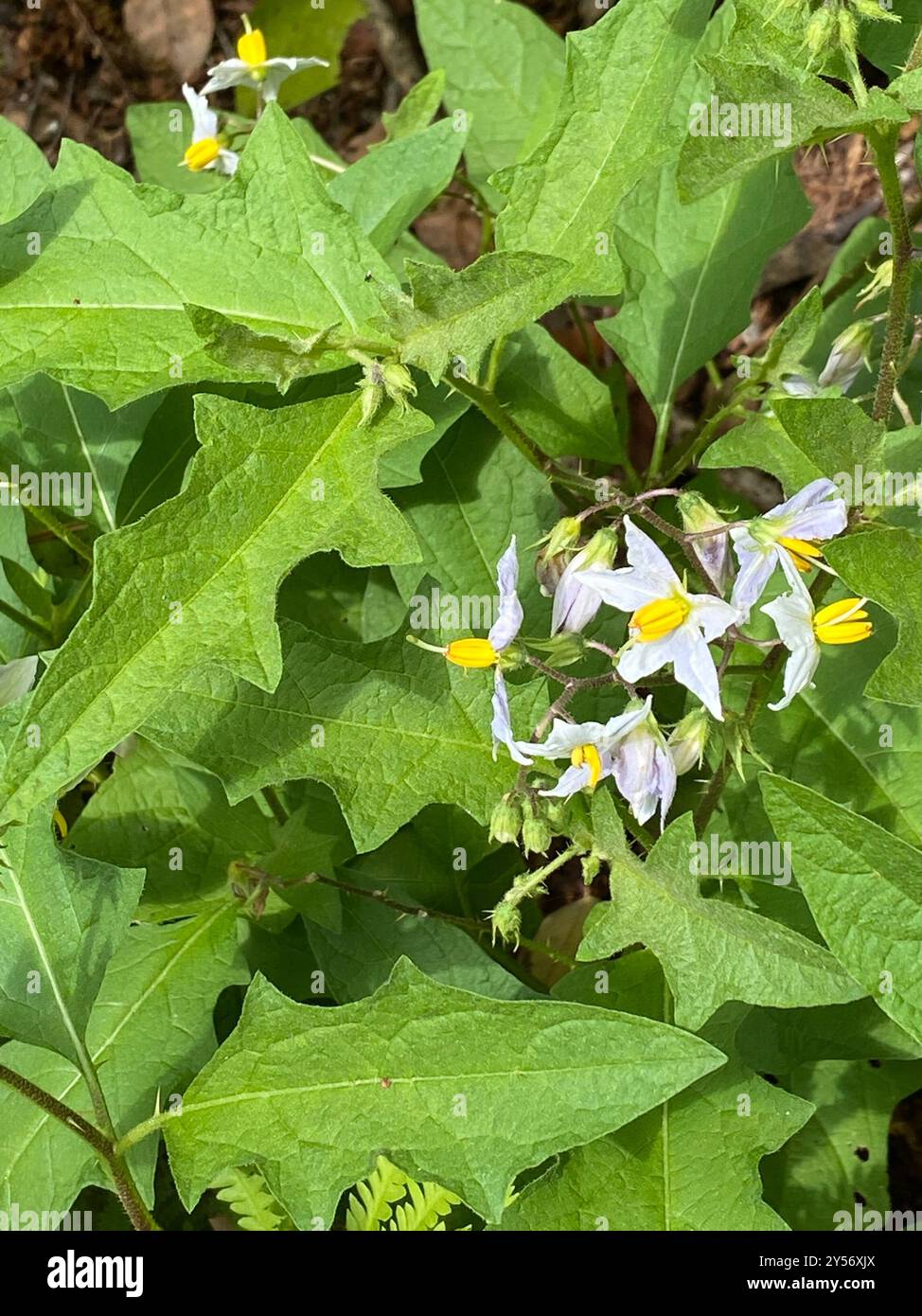 Carolina horsenettle (Solanum carolinense) Plantae Stock Photo - Alamy