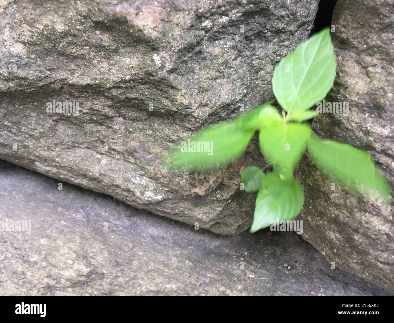 three-seeded mercuries (Acalypha) Plantae Stock Photo - Alamy