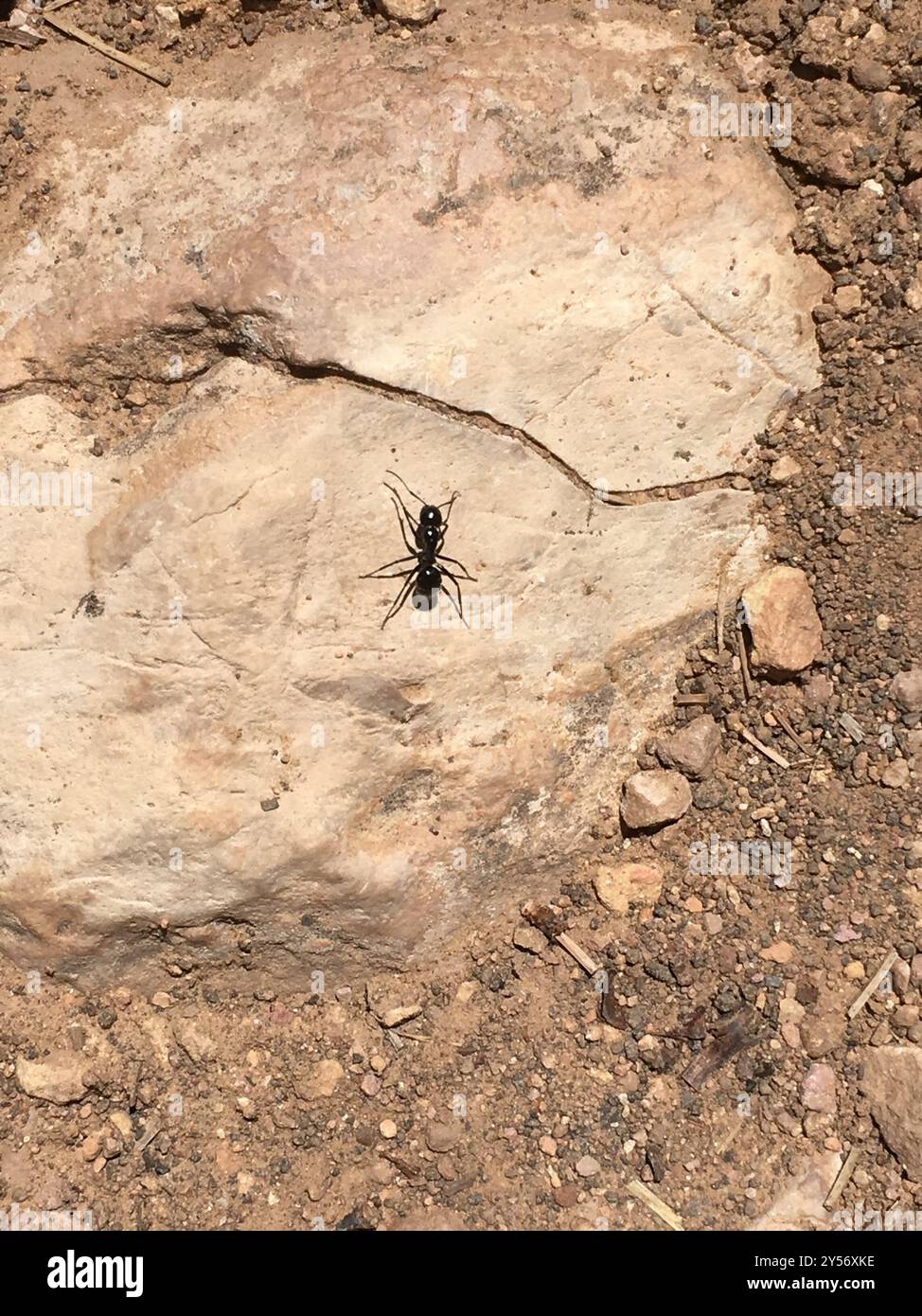 Hairy Smooth Carpenter Ant (Camponotus laevissimus) Insecta Stock Photo ...