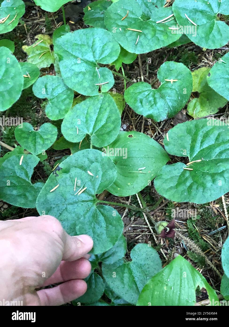 Western Wild Ginger (Asarum caudatum) Plantae Stock Photo - Alamy