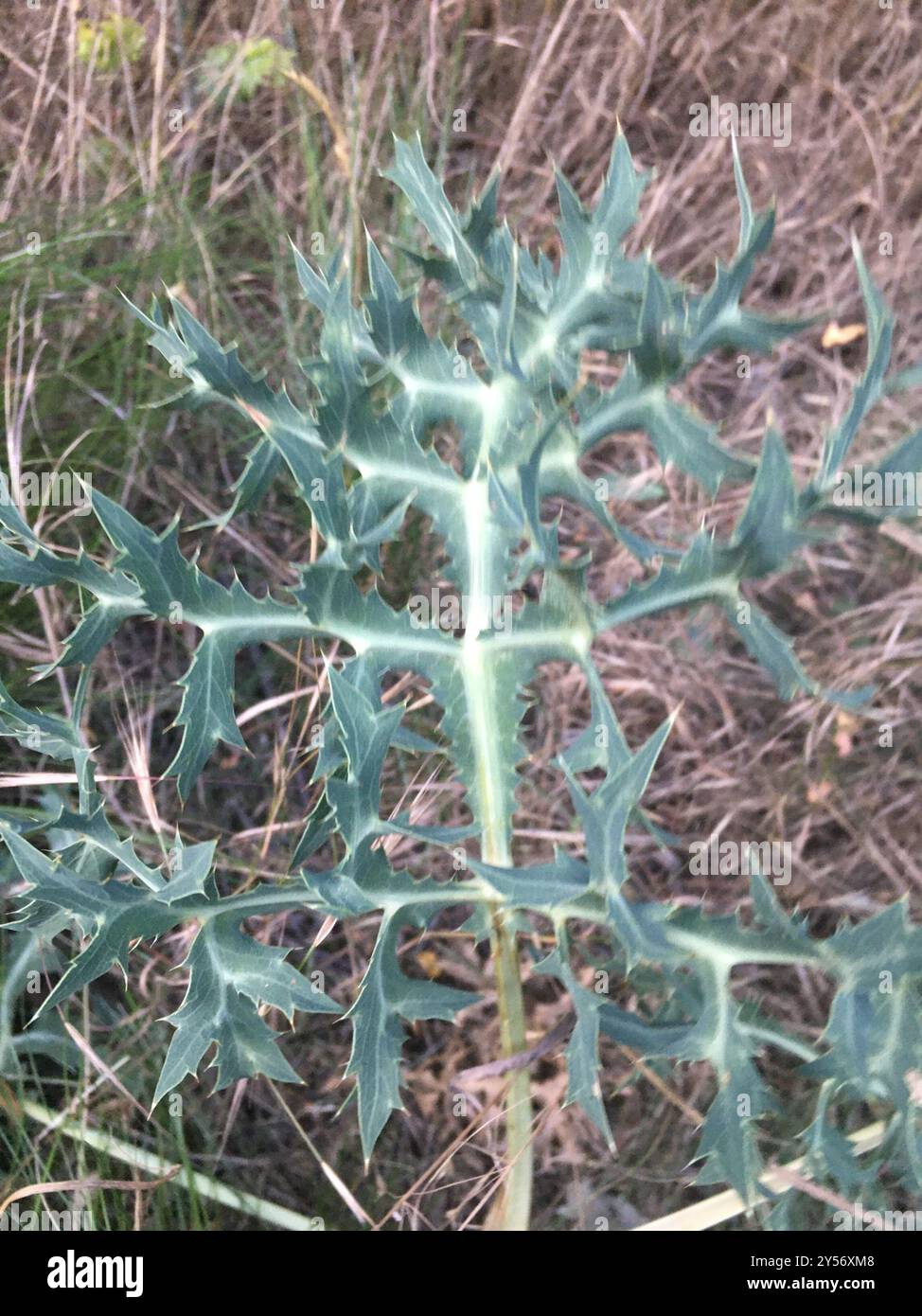 Field Eryngo (Eryngium campestre) Plantae Stock Photo - Alamy