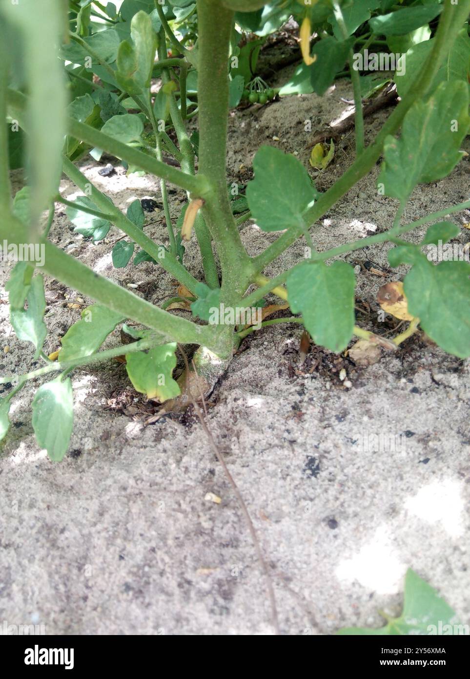 tomato (Solanum lycopersicum) Plantae Stock Photo - Alamy