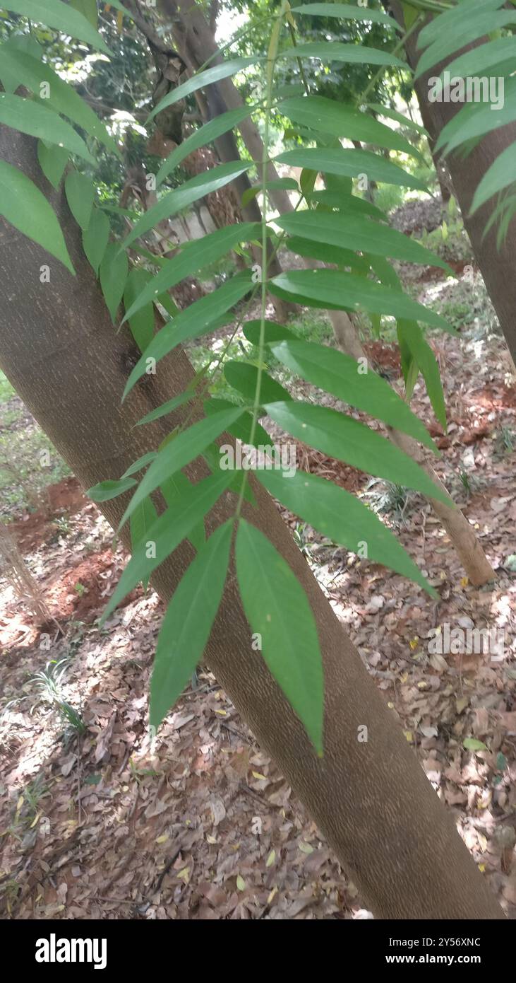whitebark senna (Senna spectabilis) Plantae Stock Photo - Alamy