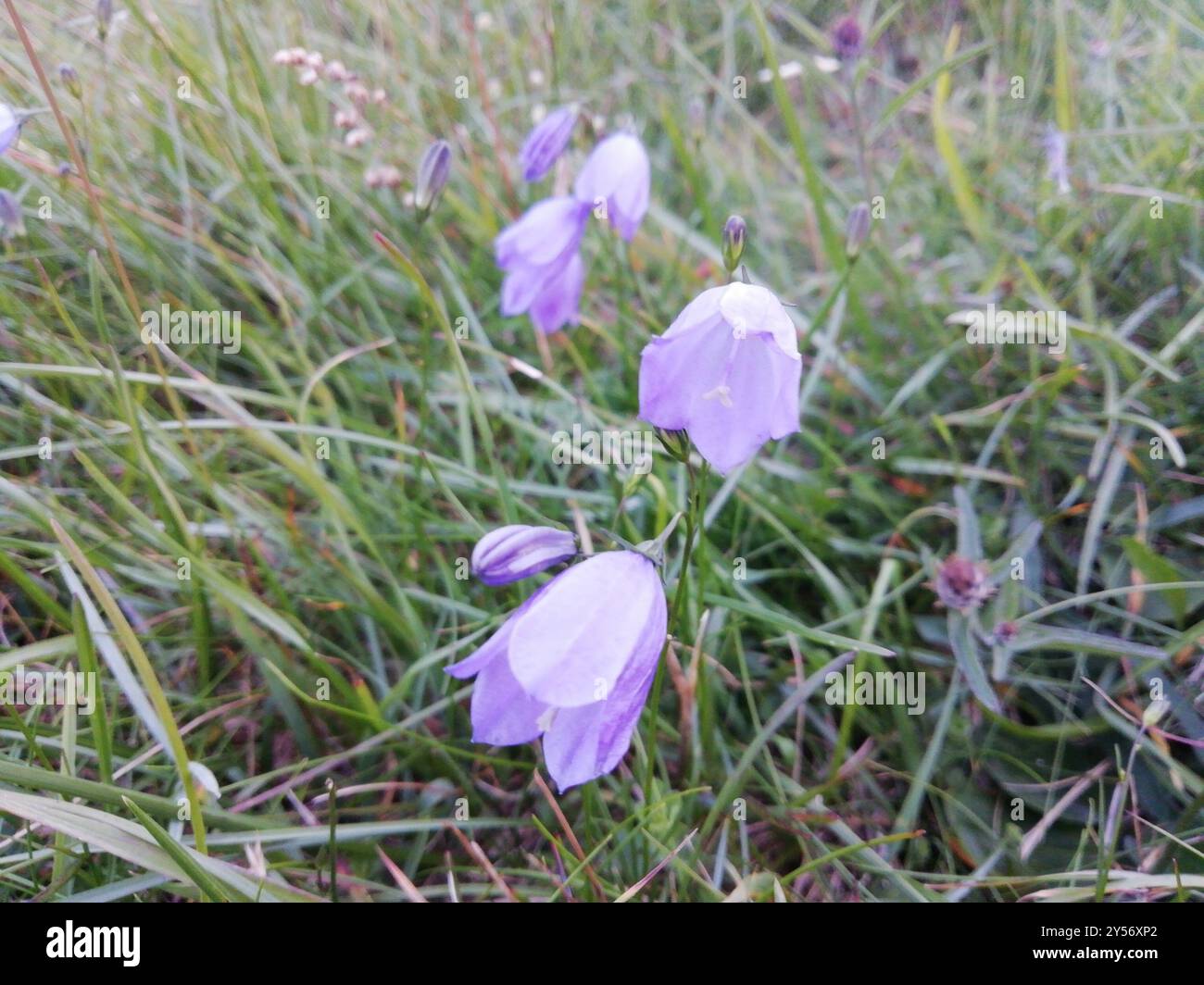 Common Harebell (Campanula rotundifolia) Plantae Stock Photo - Alamy