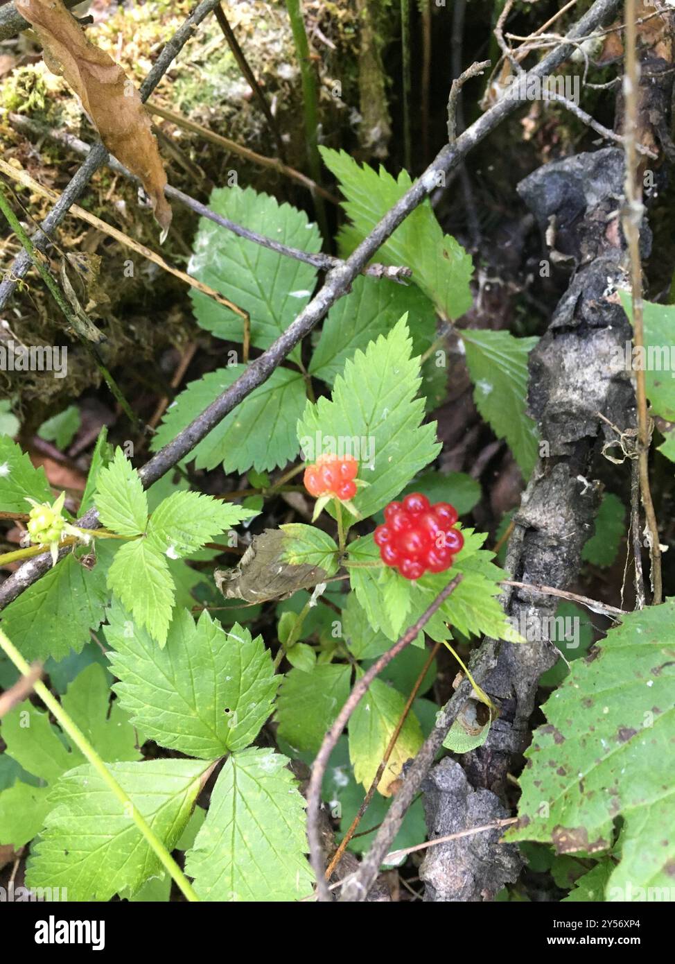 dwarf raspberry (Rubus pubescens) Plantae Stock Photo - Alamy