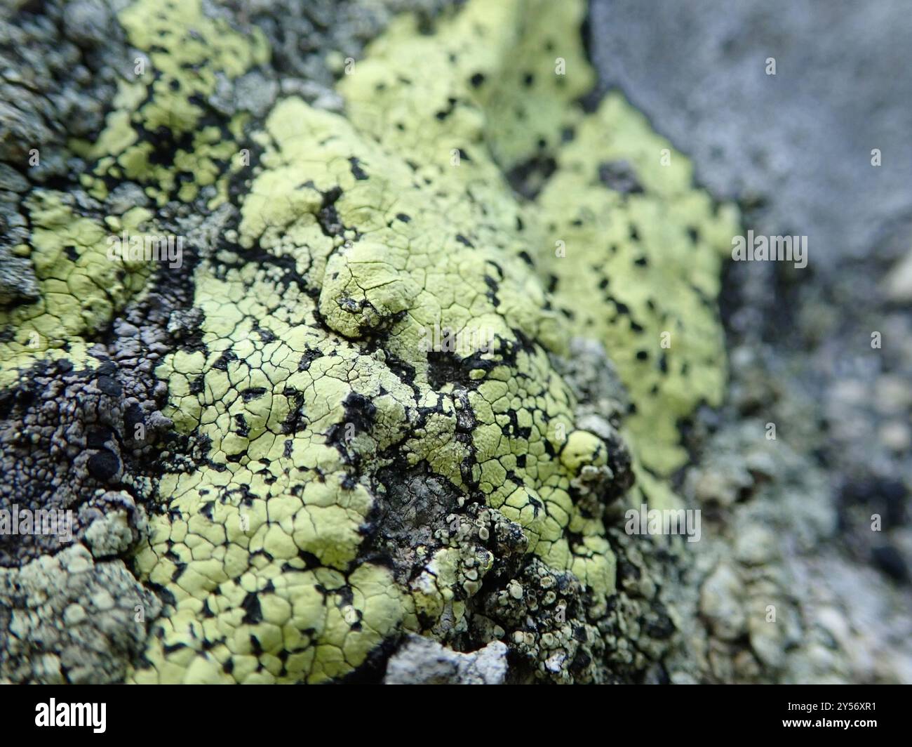 yellow map lichen (Rhizocarpon geographicum) Fungi Stock Photo - Alamy