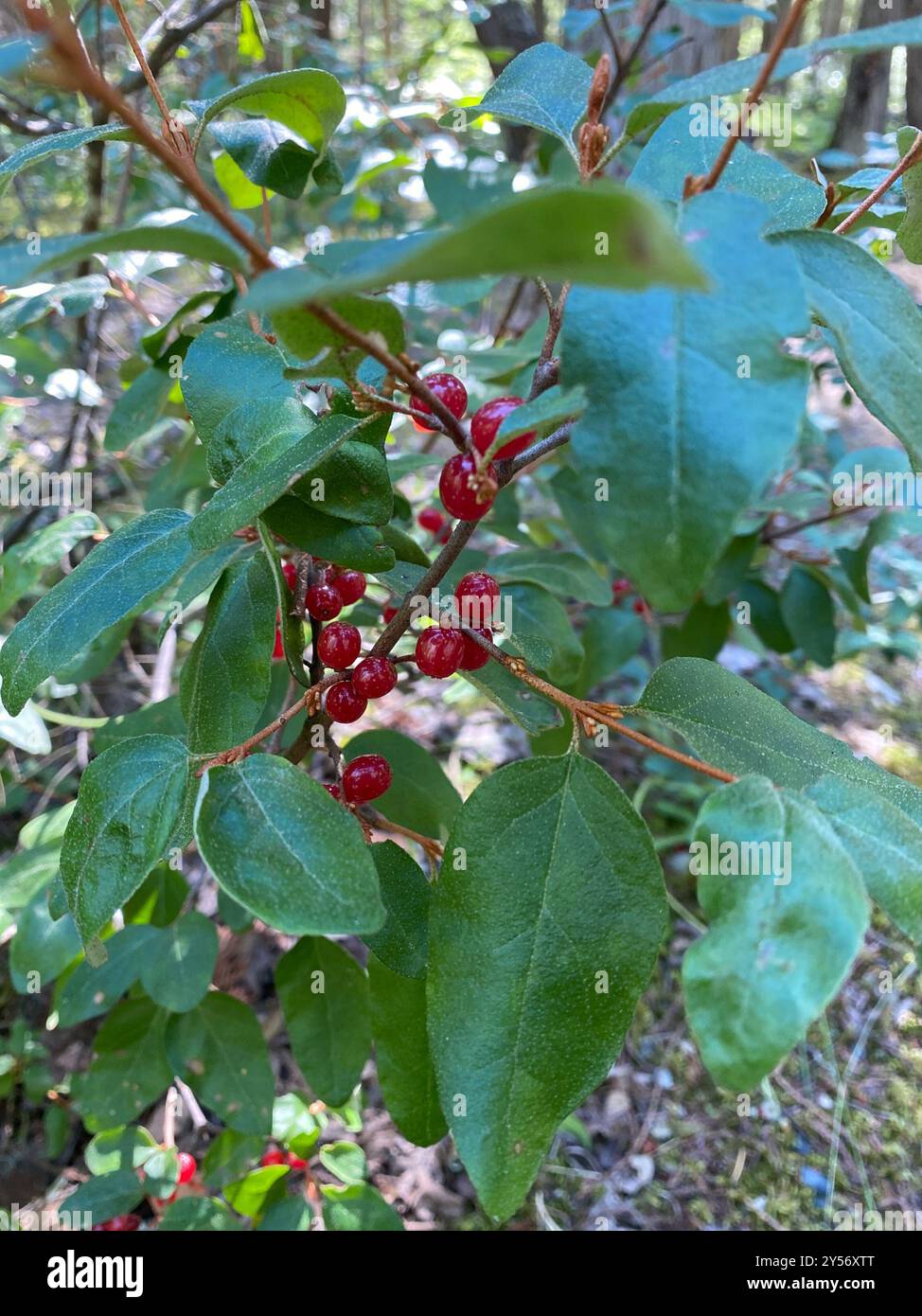 Canadian buffalo-berry (Shepherdia canadensis) Plantae Stock Photo - Alamy