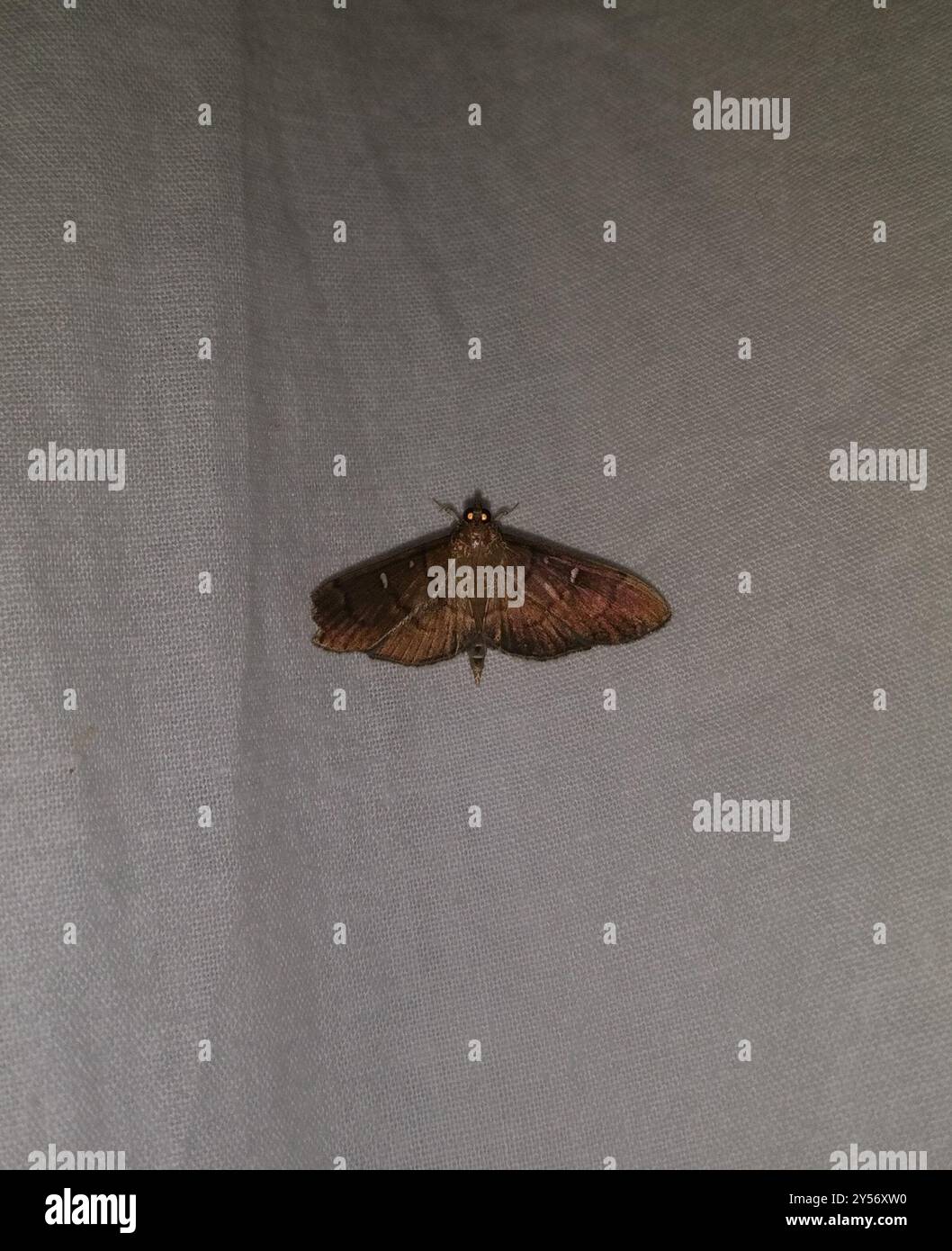 Bean-leaf Webworm Moth (Omiodes indicata) Insecta Stock Photo - Alamy